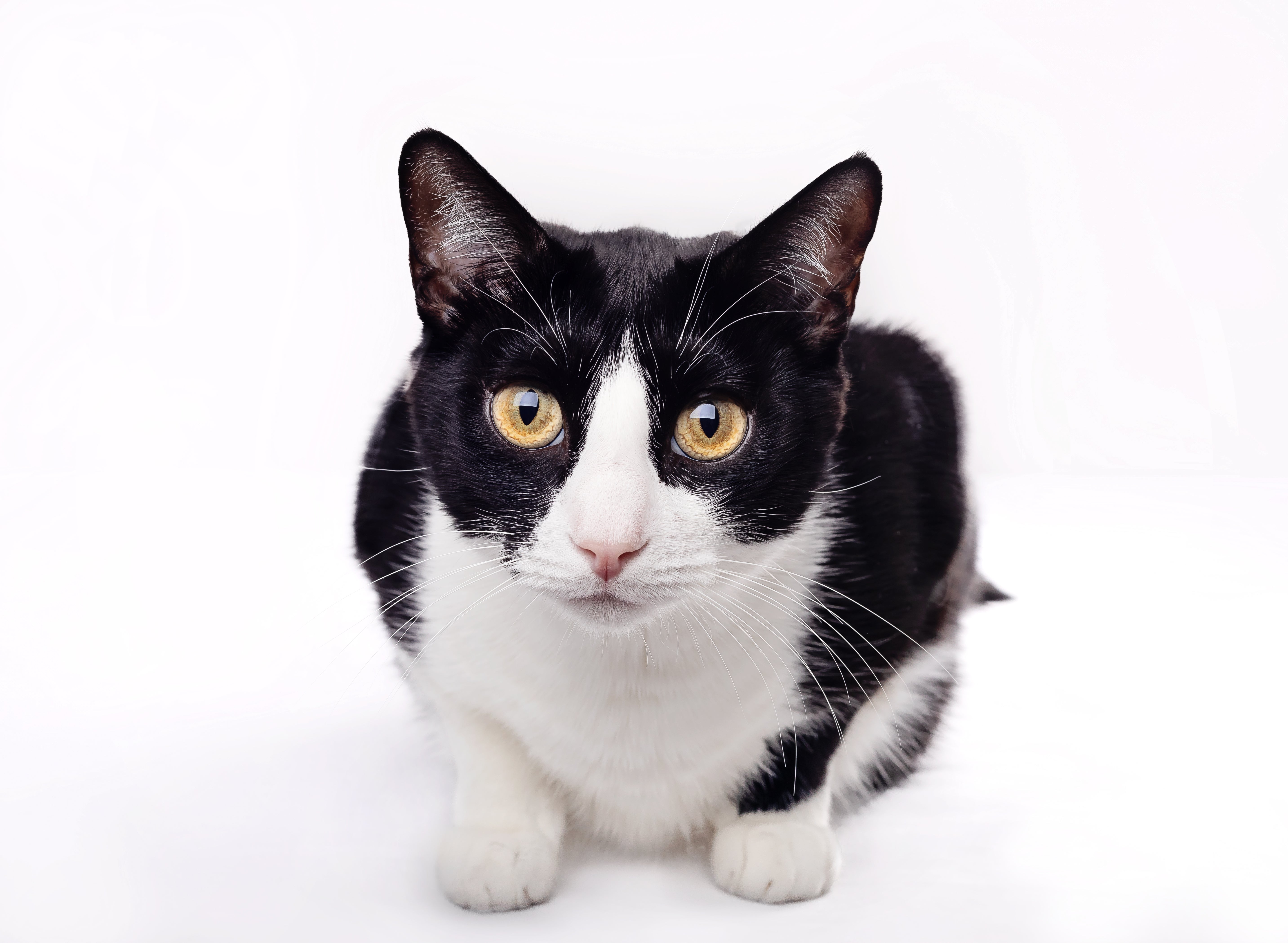 Domestic shorthair cat store